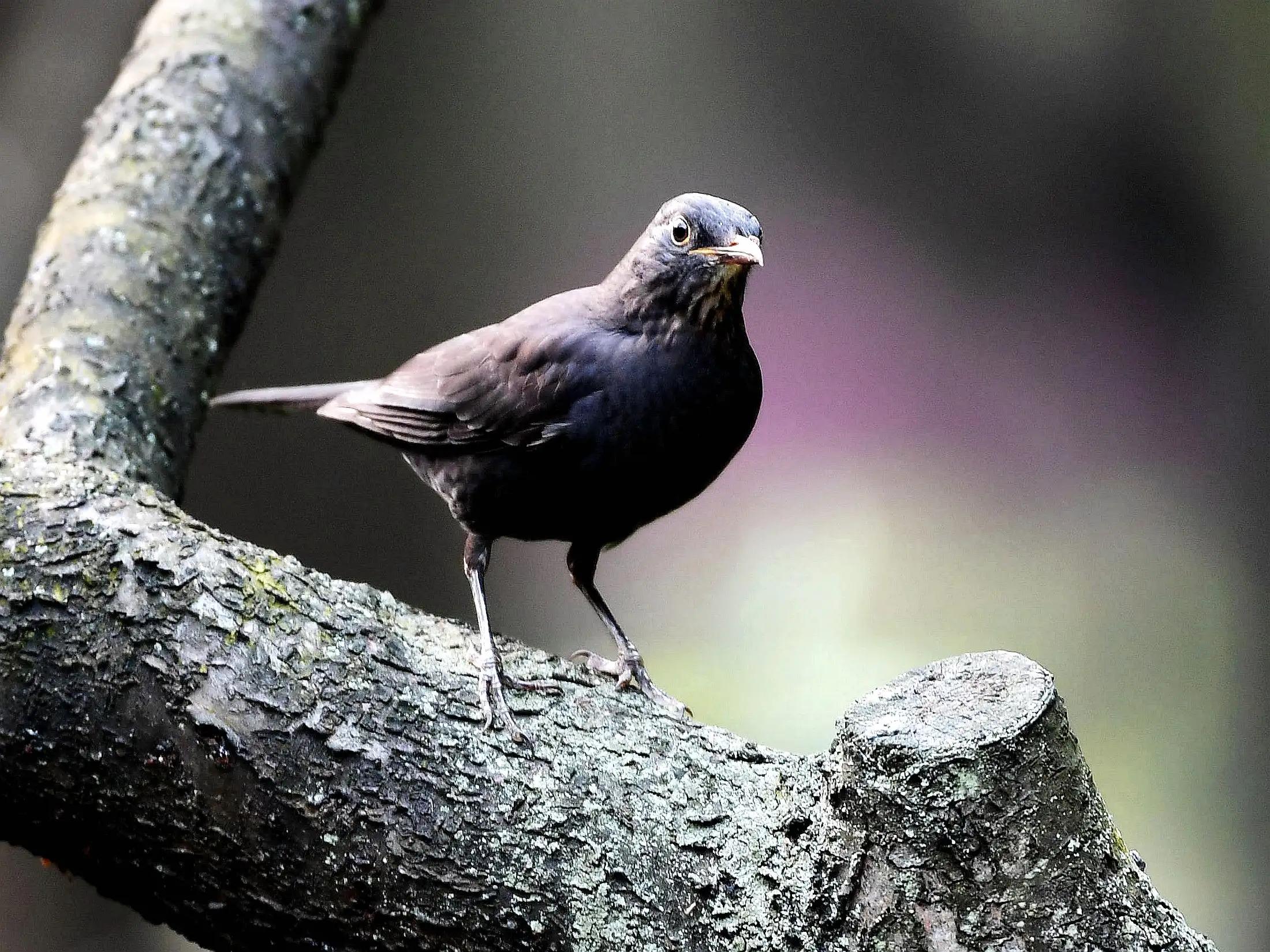 The blackbird is the national bird of Sweden (Thrush 18) - iMedia