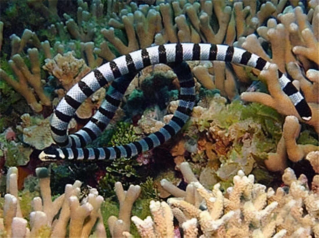 The most poisonous marine creatures in the world - iMedia