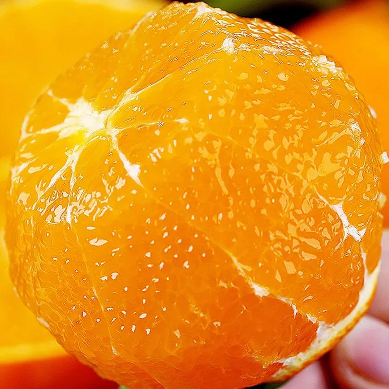 Ehime Jelly Orange that can be drunk directly, the flesh is full ...