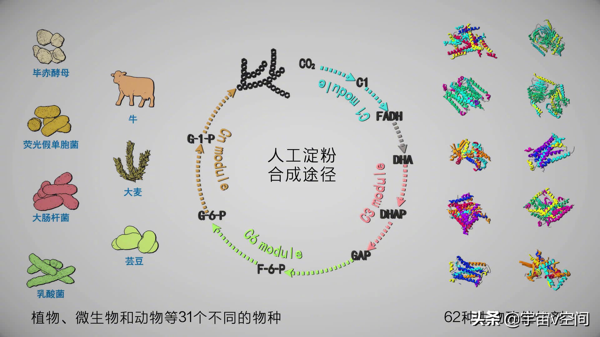 What exactly is artificial starch synthesis technology?Why can it ...