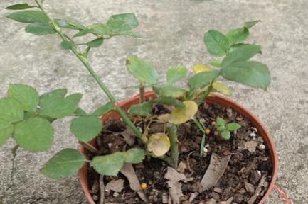 Novice raising rose, it's always easy to step into the pit - iMedia