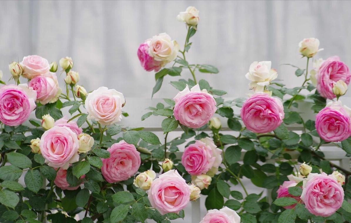 Seven classifications of rose varieties - iMedia