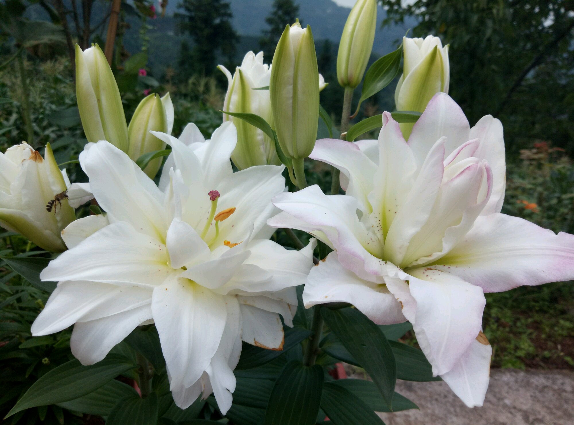 Double-petaled lily "Snowboard"—the flowers are big and beautiful, and ...