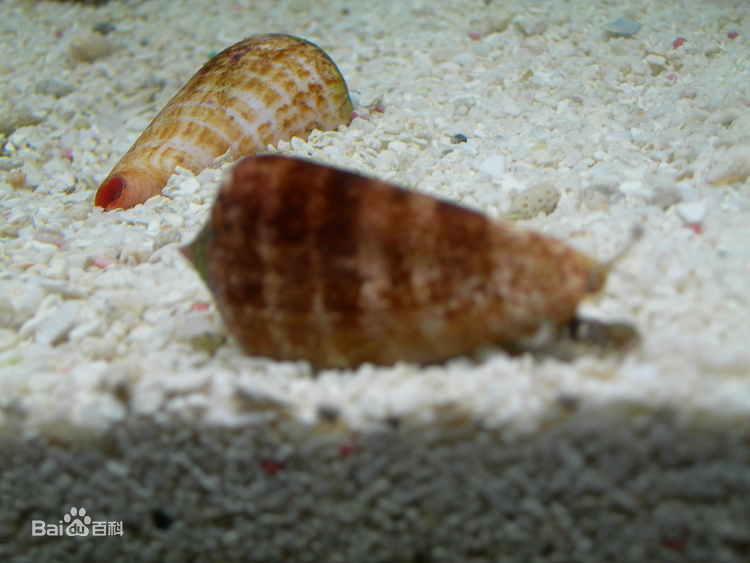 "The most whale hunter" 12 the world's most poisonous conch - iMedia