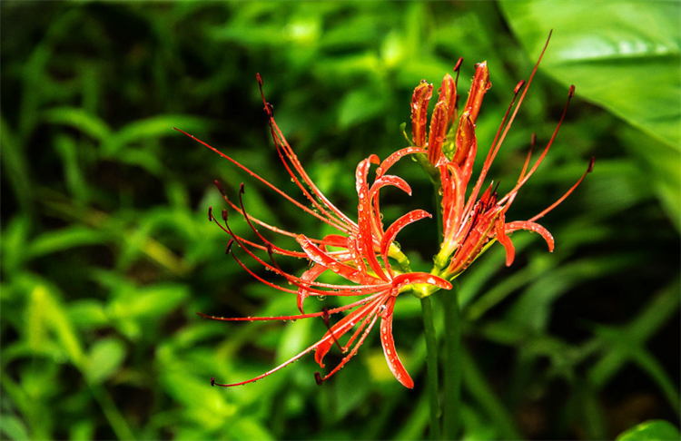 What is the meaning of Lycoris flower?This flower is also good and evil ...