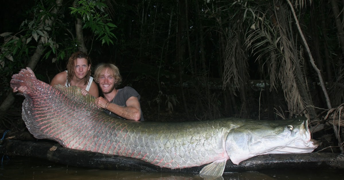 The overlord in the Amazon River feeds on crocodiles and piranhas. How ...