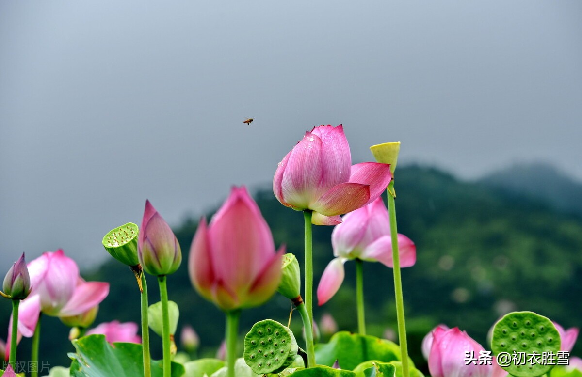 Five Magnificent Lotus Ponds: Thousands of Lotus Flowers, Red Detour ...