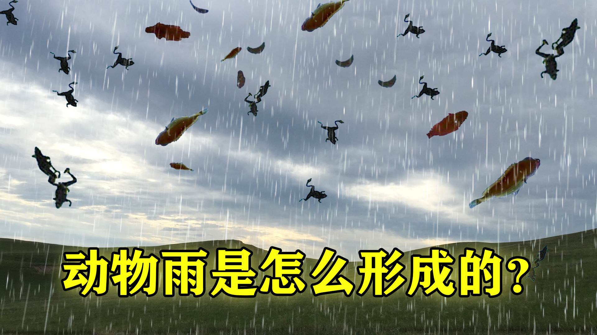 "Frog rain" from the sky?How did the amazing "animal rain" come into ...