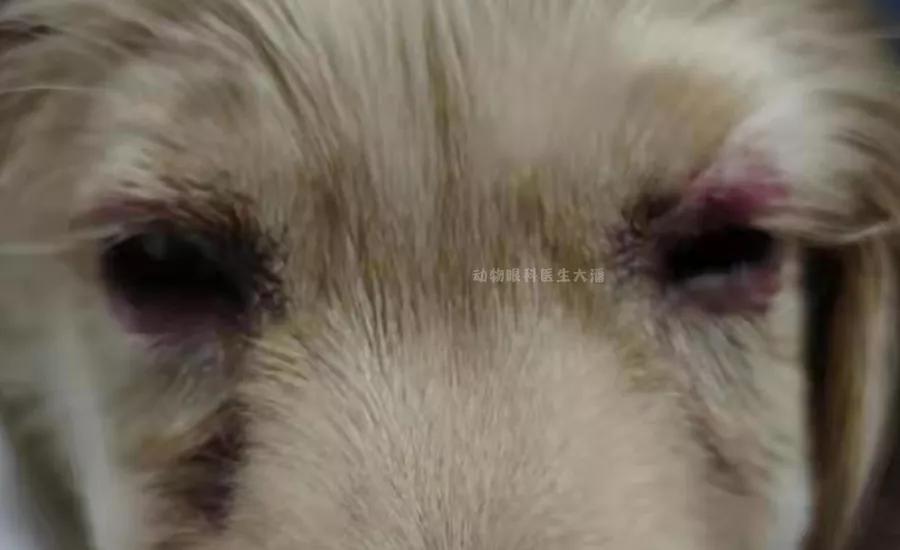 rare!Treatment of red and swollen eyes and meibomitis in golden ...