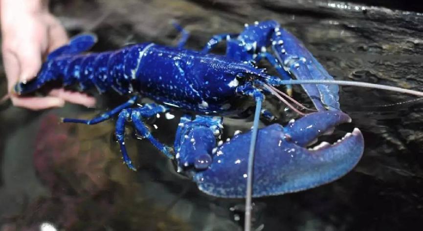 Found an opportunity for "immortality"?After transplanting lobster ...