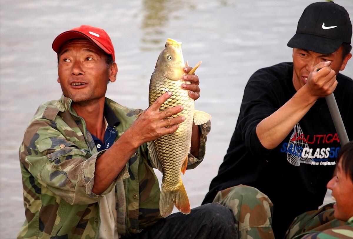 "Three scales" invaded the Yellow River!Introduced into China in 1984 ...