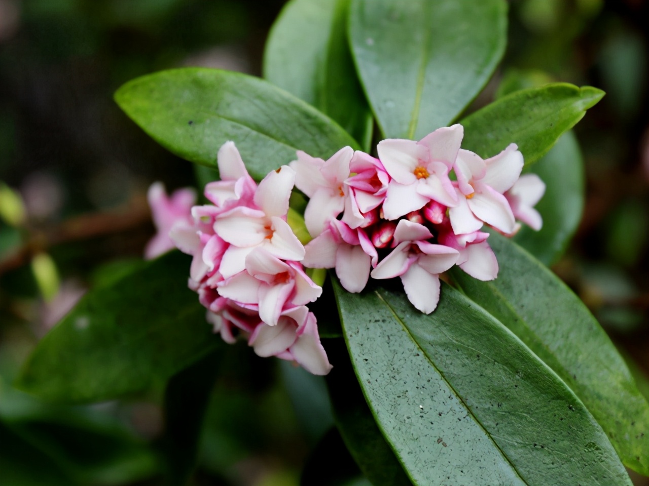 Ruixiang flowers are so fragrant, some people like it and others hate ...