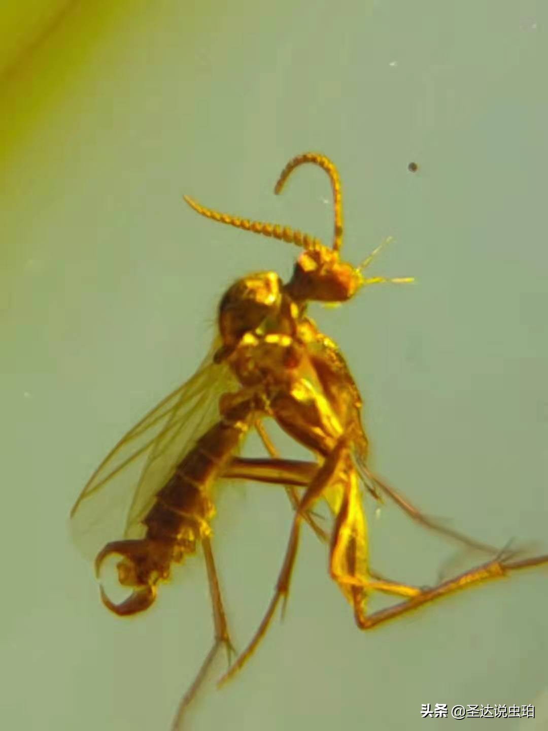 Burmese Amber Insect Collection (13) Diptera Eye Fungiidae - iMedia