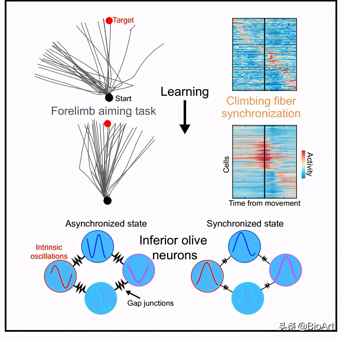 The state transition of the neural circuit behind the proficient ...