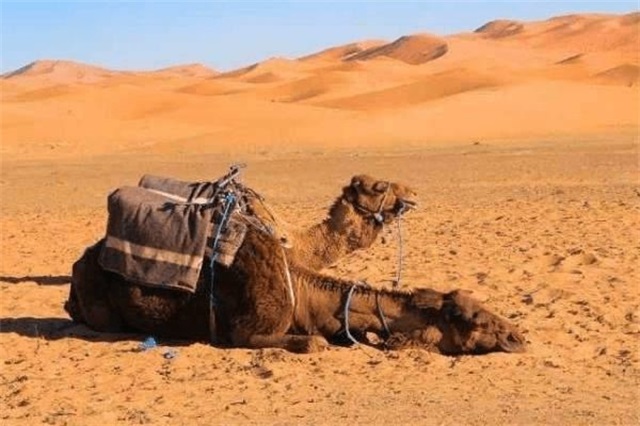 The dead camels in the desert cannot be touched. Is it true or ...
