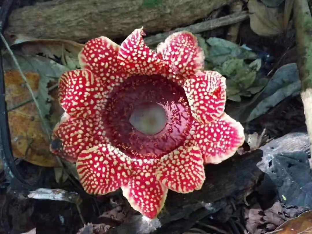 Rafflesia's stand up, popular science, don't be scared by the “horror ...
