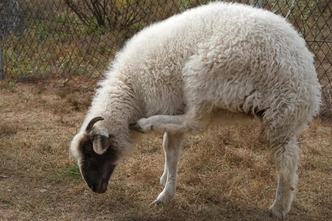 Yanchi Tan Sheep Industry Science Popularization, Take You to the ...