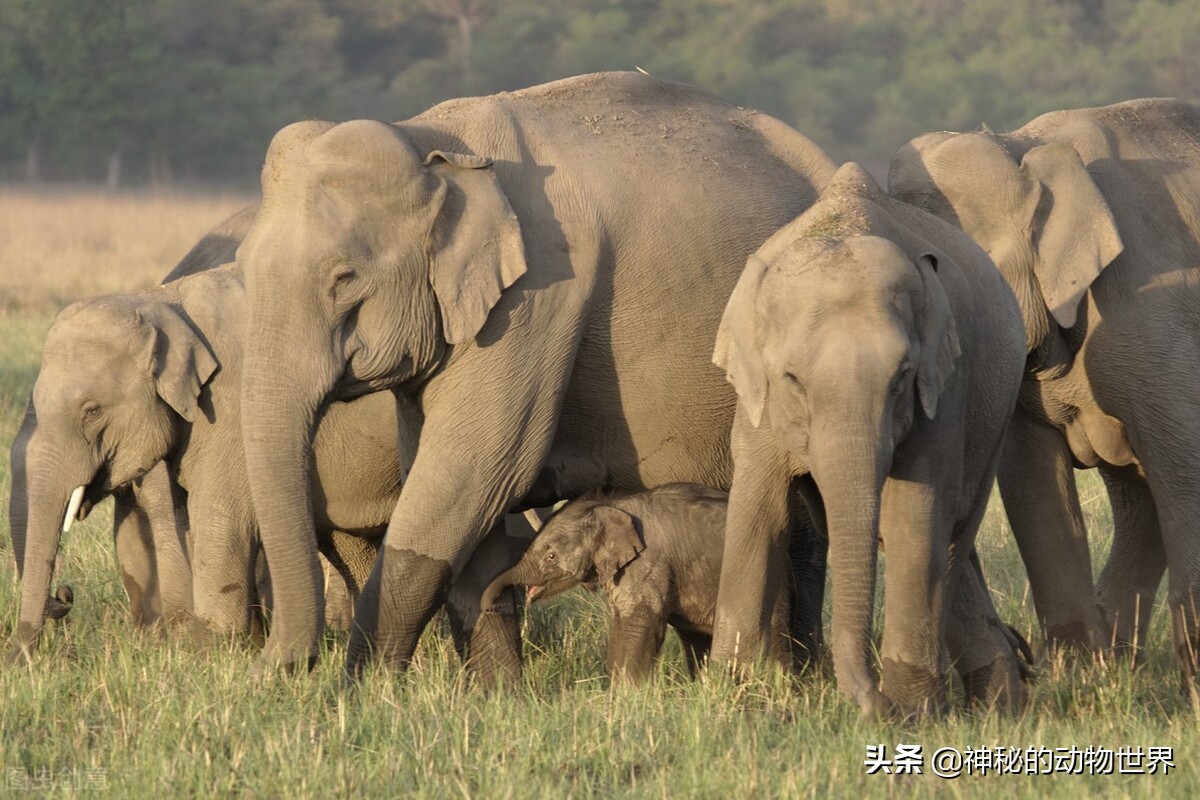The biggest chewing teeth of an elephant can weigh up to 4 kilograms ...