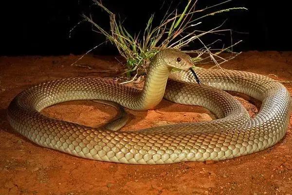 The sharp-nosed viper, the brown Iao snake, the two venomous snakes ...