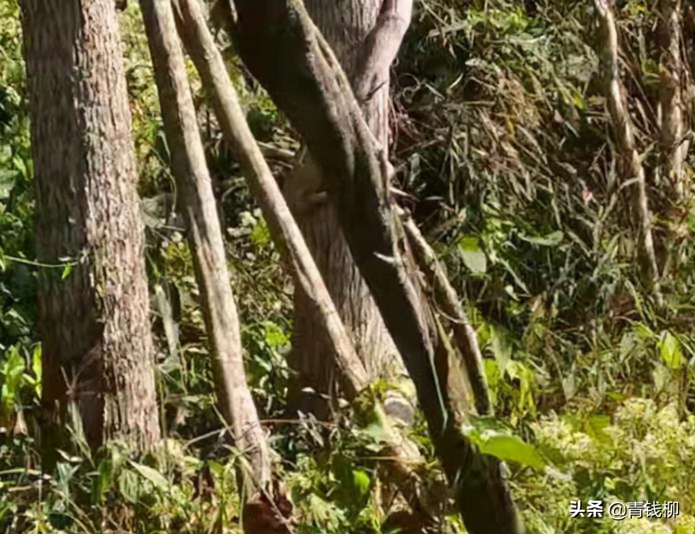 Technical Regulations for Direct Breeding of Spatholobus Spatholobi Bag ...