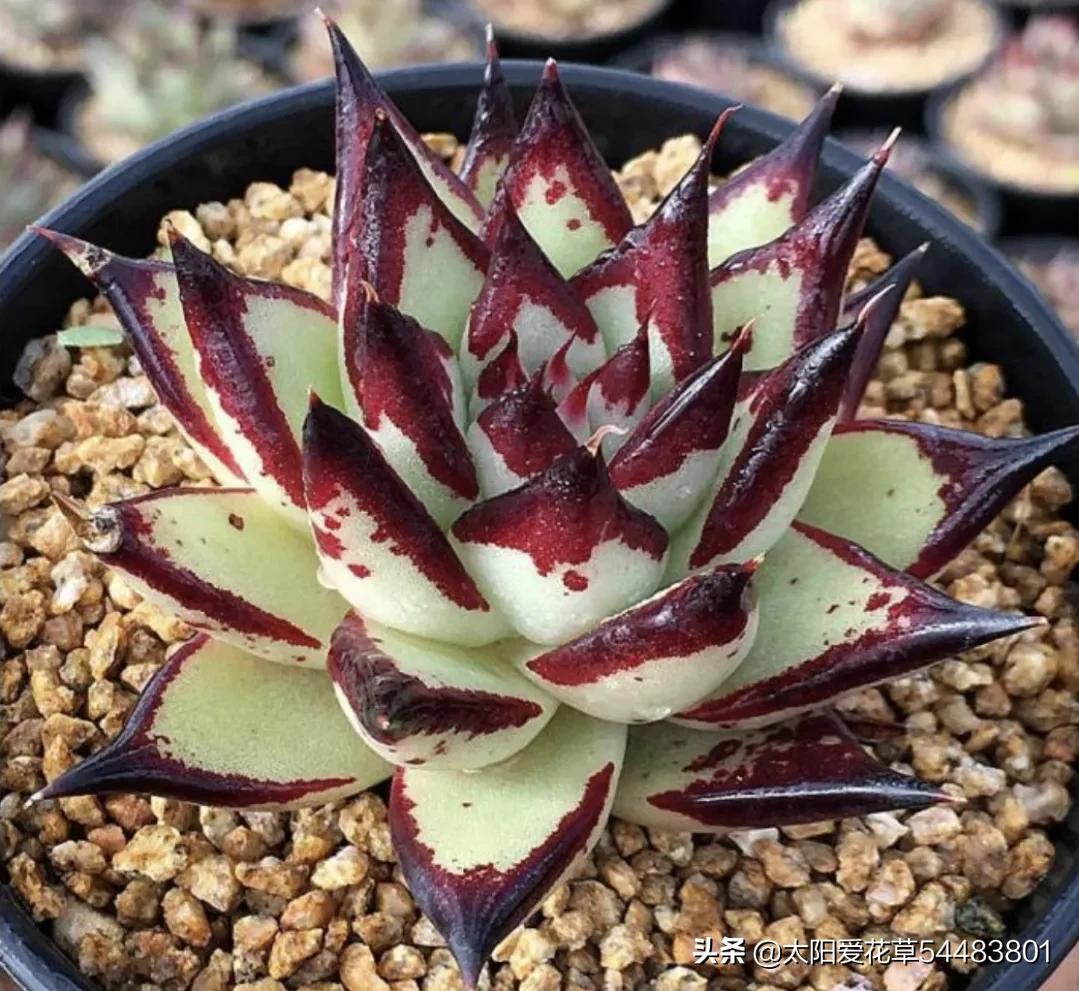 How to raise succulent ebony?Master the 5 key points, the leaves are ...