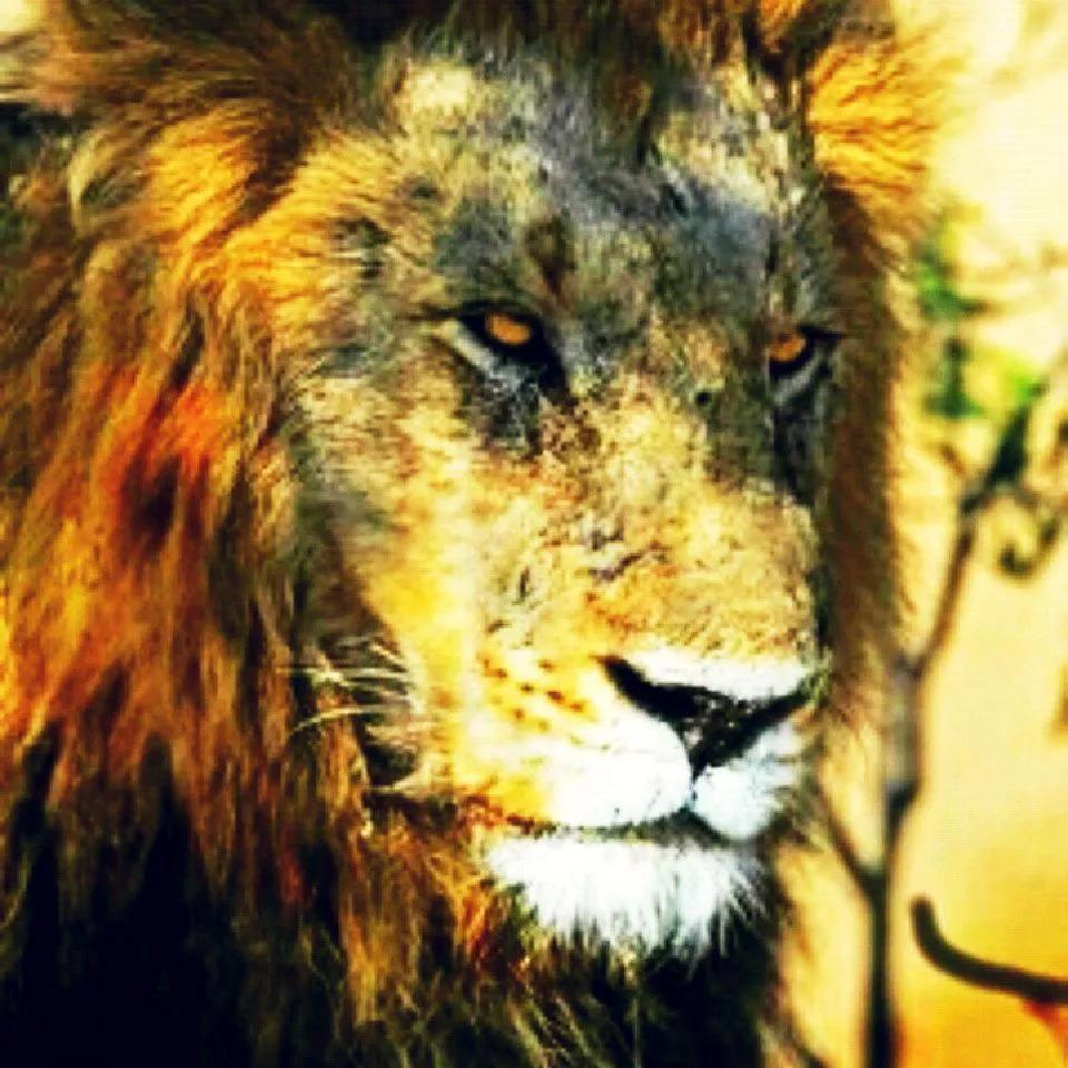 The defender lion detailed introduction - iMedia