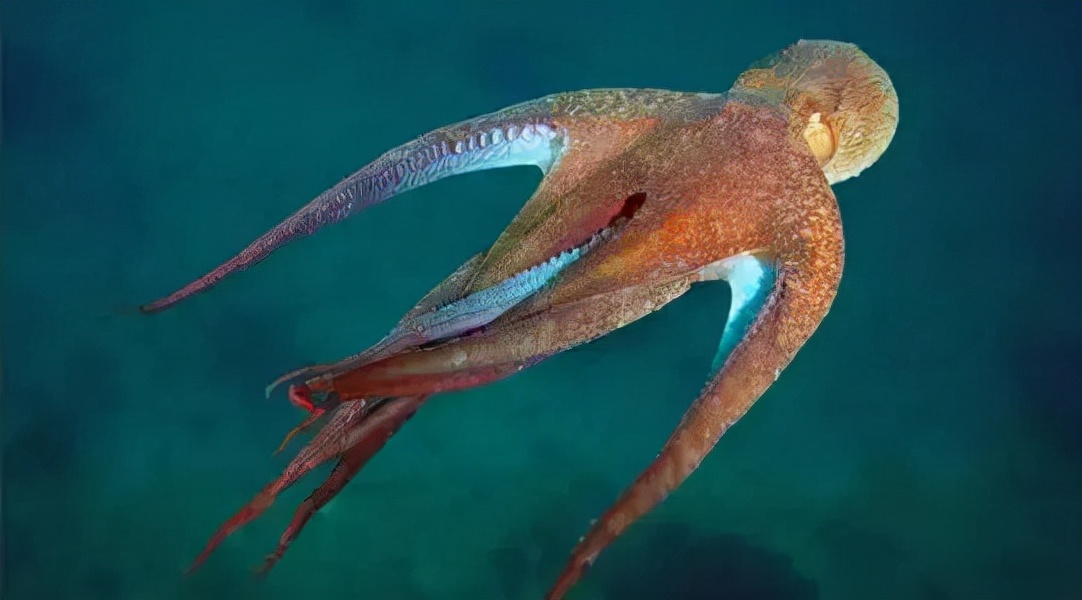 Do you know octopus?Is it so smart, but hasn't it evolved intelligent ...