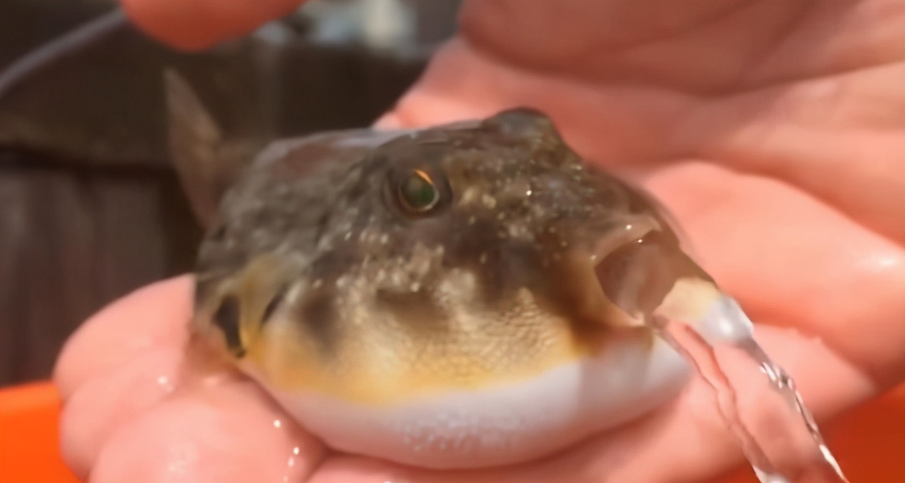 Will the balloon-like pufferfish explode if it is pierced with a needle ...