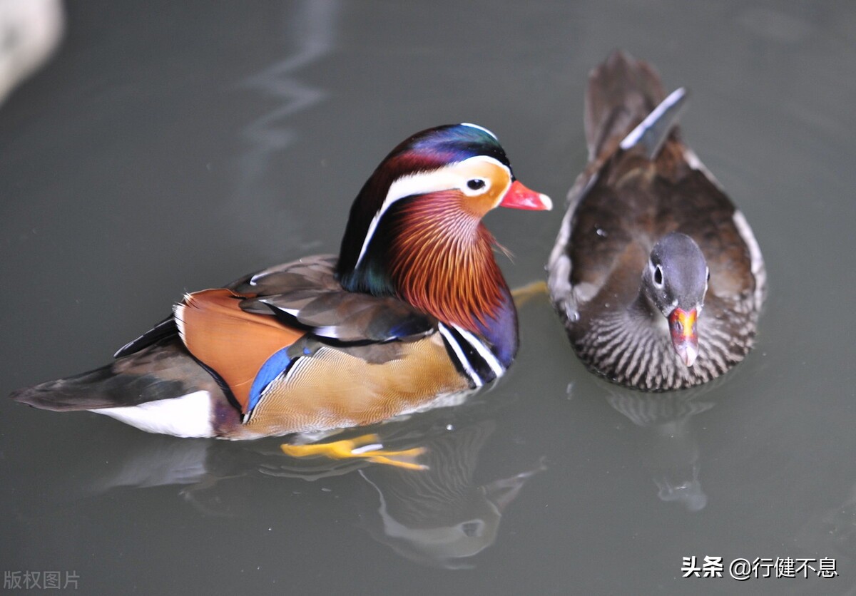 Pan Yue, the head of the four great beautiful men in ancient times: I ...