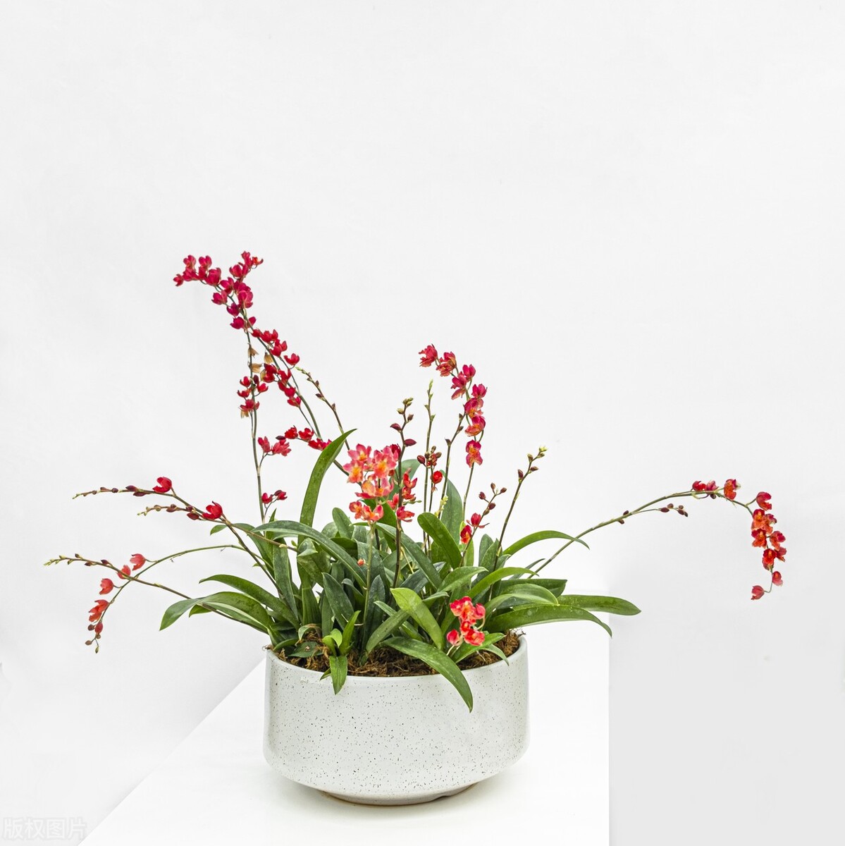 6 kinds of "clean flowers", beautiful and hygienic, easy to maintain ...