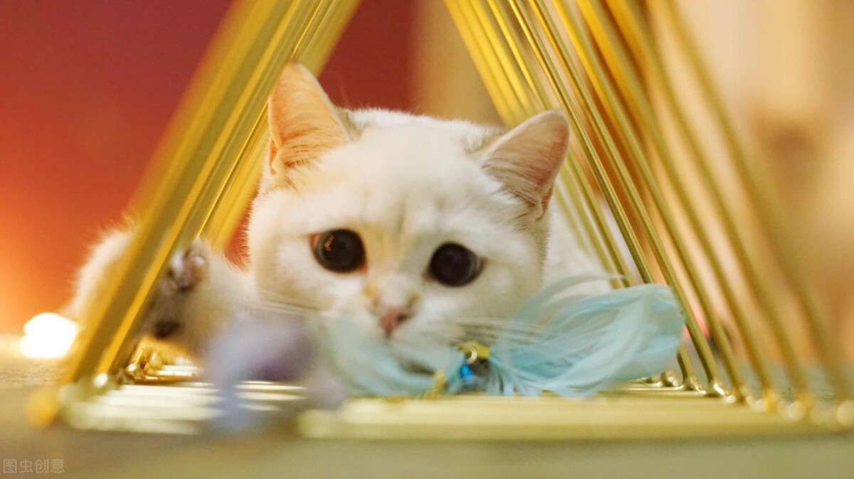 From these aspects of the golden point cat, judge whether the breed is ...