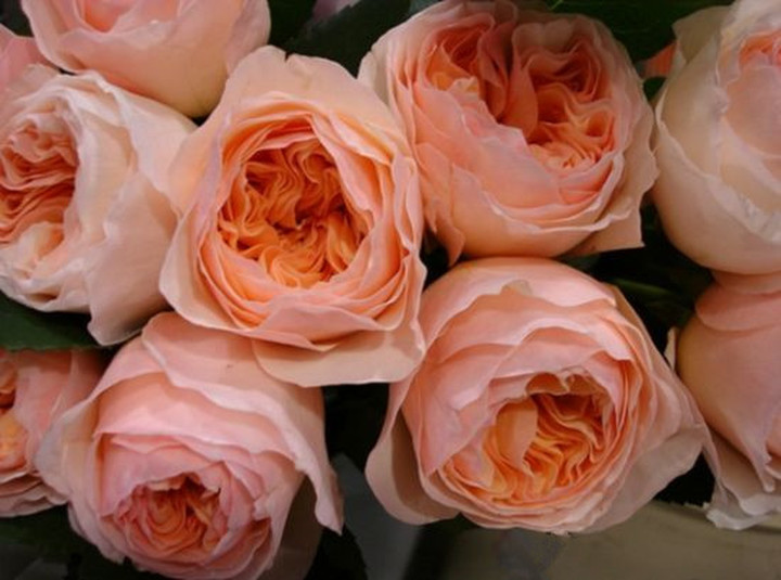 Seven classifications of rose varieties - iMedia