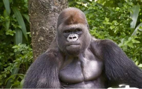 The smartest animal in the world: chimpanzee with super memory (human ...