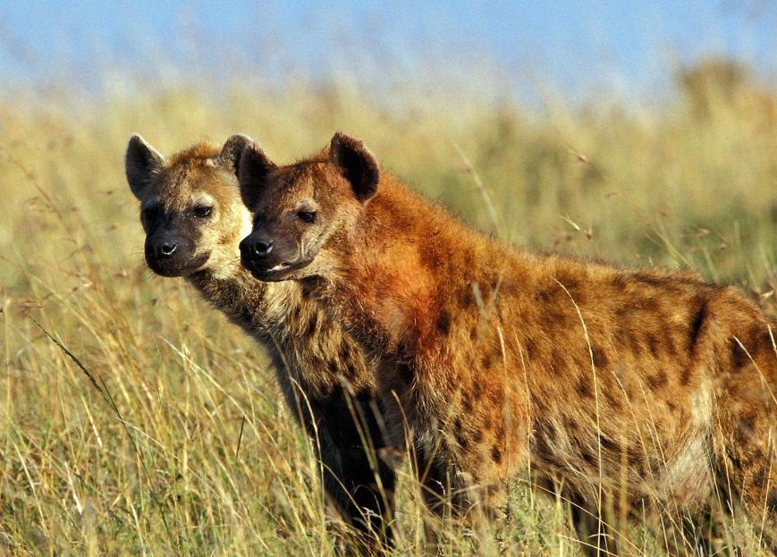 Can Africans "tame" hyenas?No wonder the lion is not afraid of it, and ...