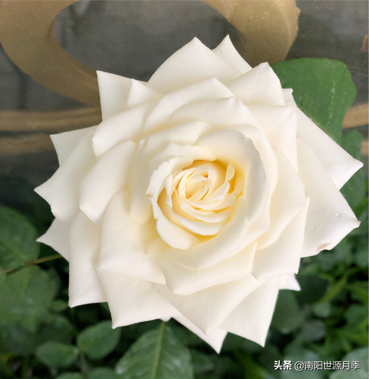 A large collection of 9 white rose varieties. Who is the top 1 in ...