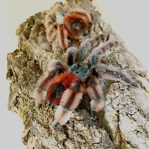 One of the most popular pet tarantulas with oil-painted pink toes - iMedia