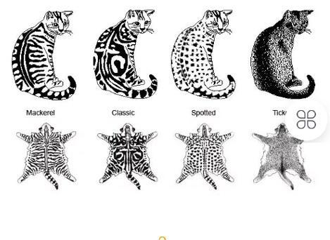 Inheritance of markings on cats in Maogong Manor - iMedia