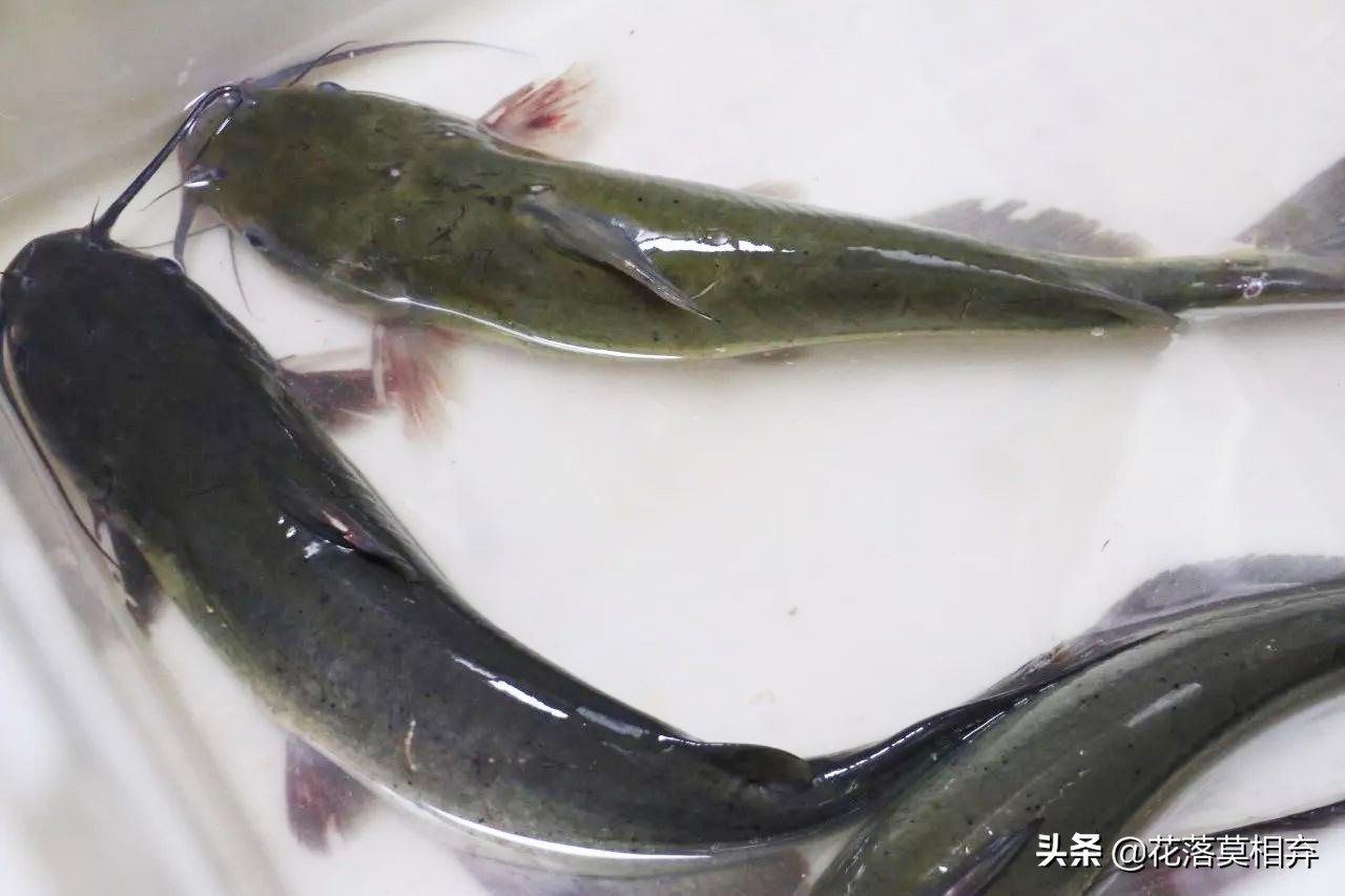 What fish is delicious and has few spines? - iMedia