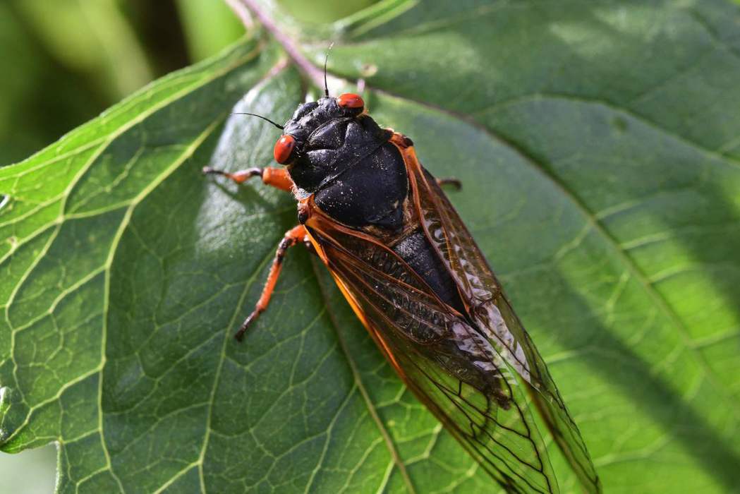 Emerging from the center of the earth: 1 billion American cicadas burst ...