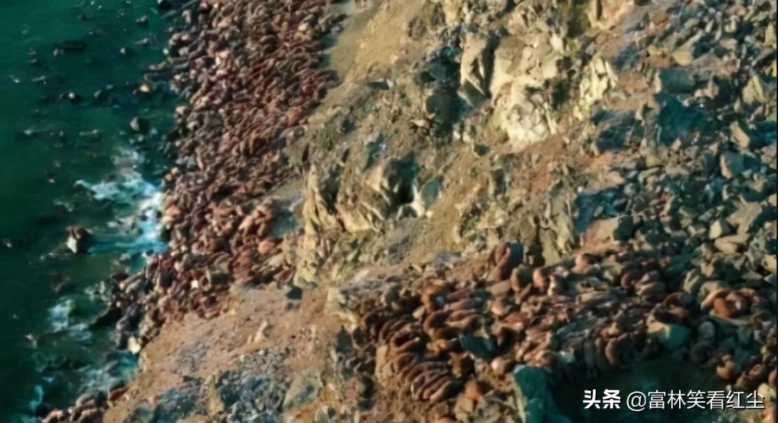 On an island in northern Russia, the walrus collectively jumped off a ...