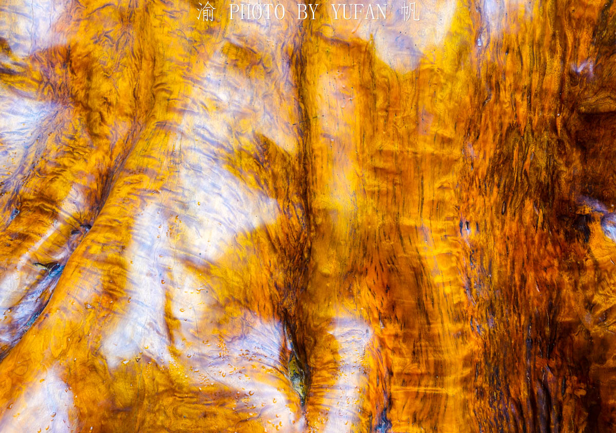 The world's largest golden nanmu tree is 4,300 years old. Unfortunately ...