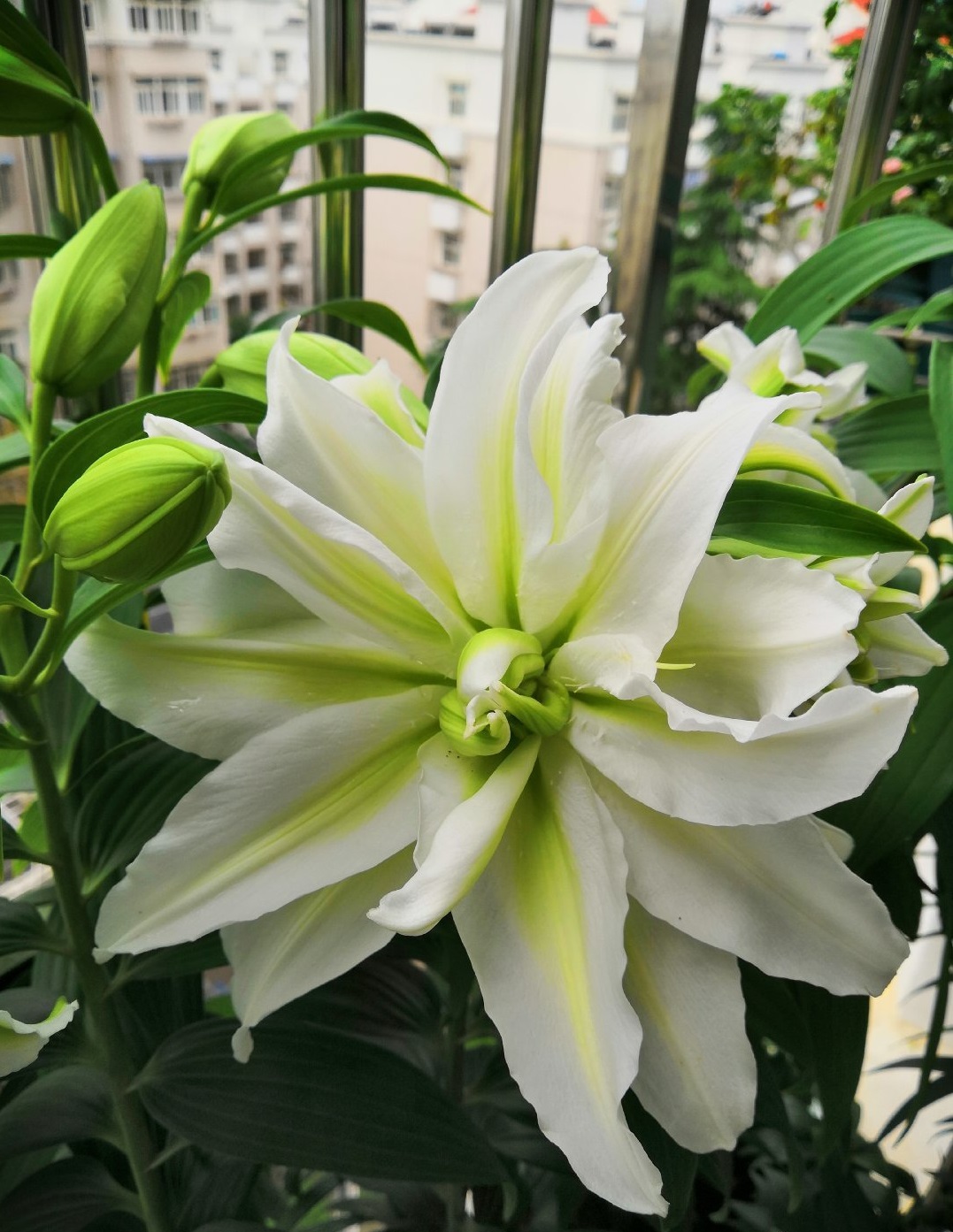 The "Big Mac" in the lily world-Aisha, the flower is huge, beautiful ...