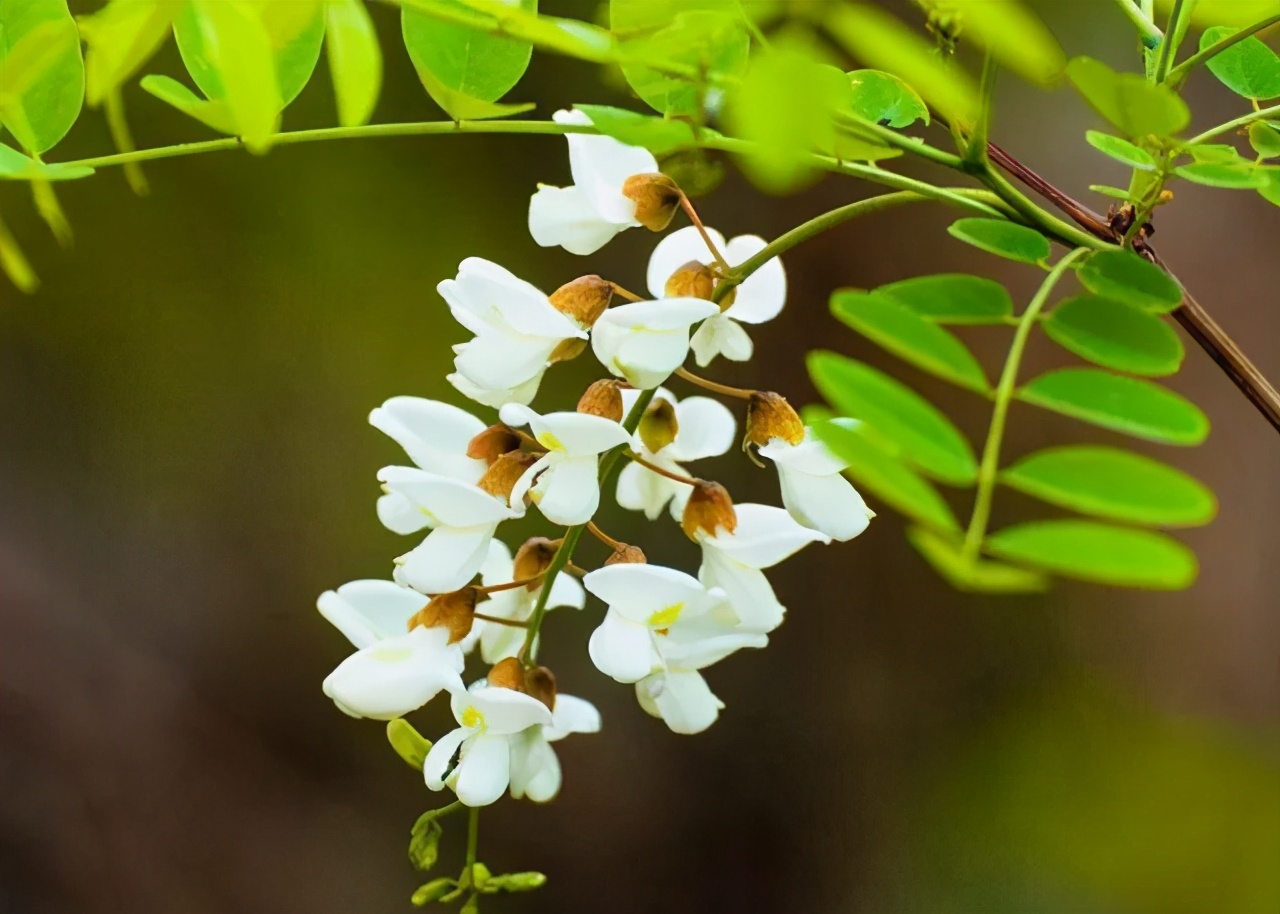 Du Fu teaches you how to make cool and delicious Sophora japonica ...