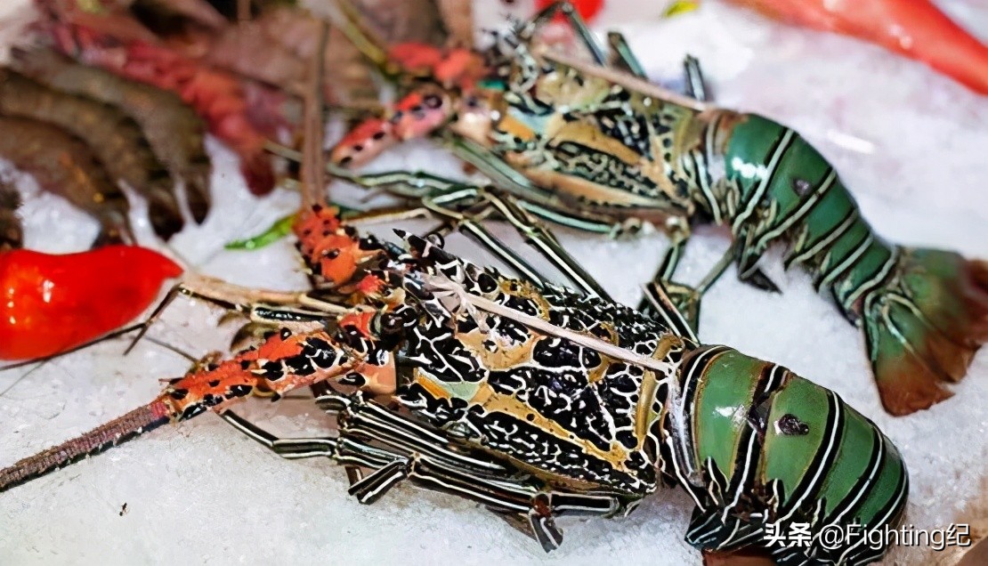 Splendid Lobster: Probably the most delicious crustacean on the planet ...