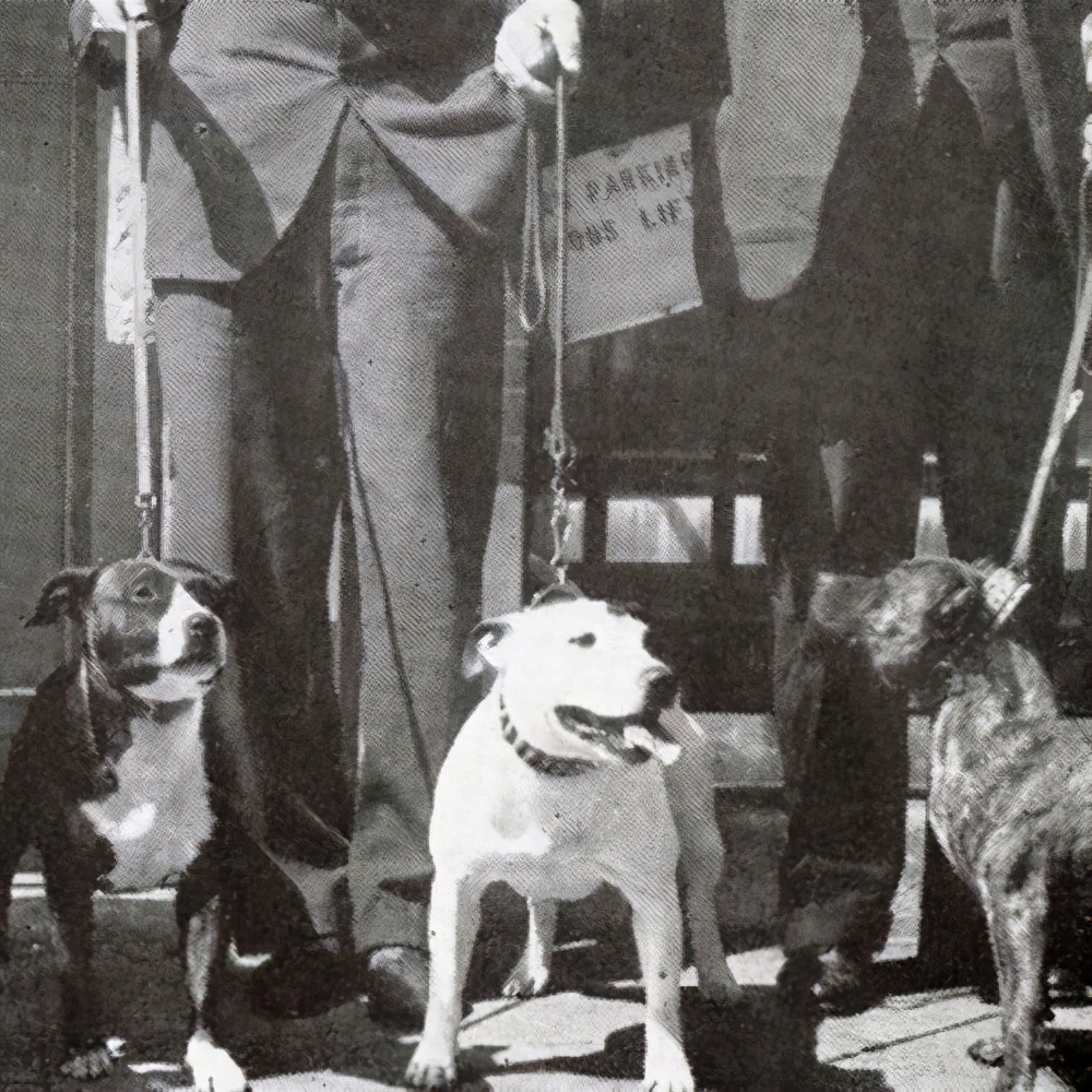 Seeking Roots and Asking Ancestor Series (87): Staffordshire Bull ...