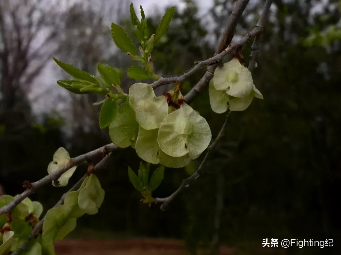 Unforgettable elm money rice - iMedia