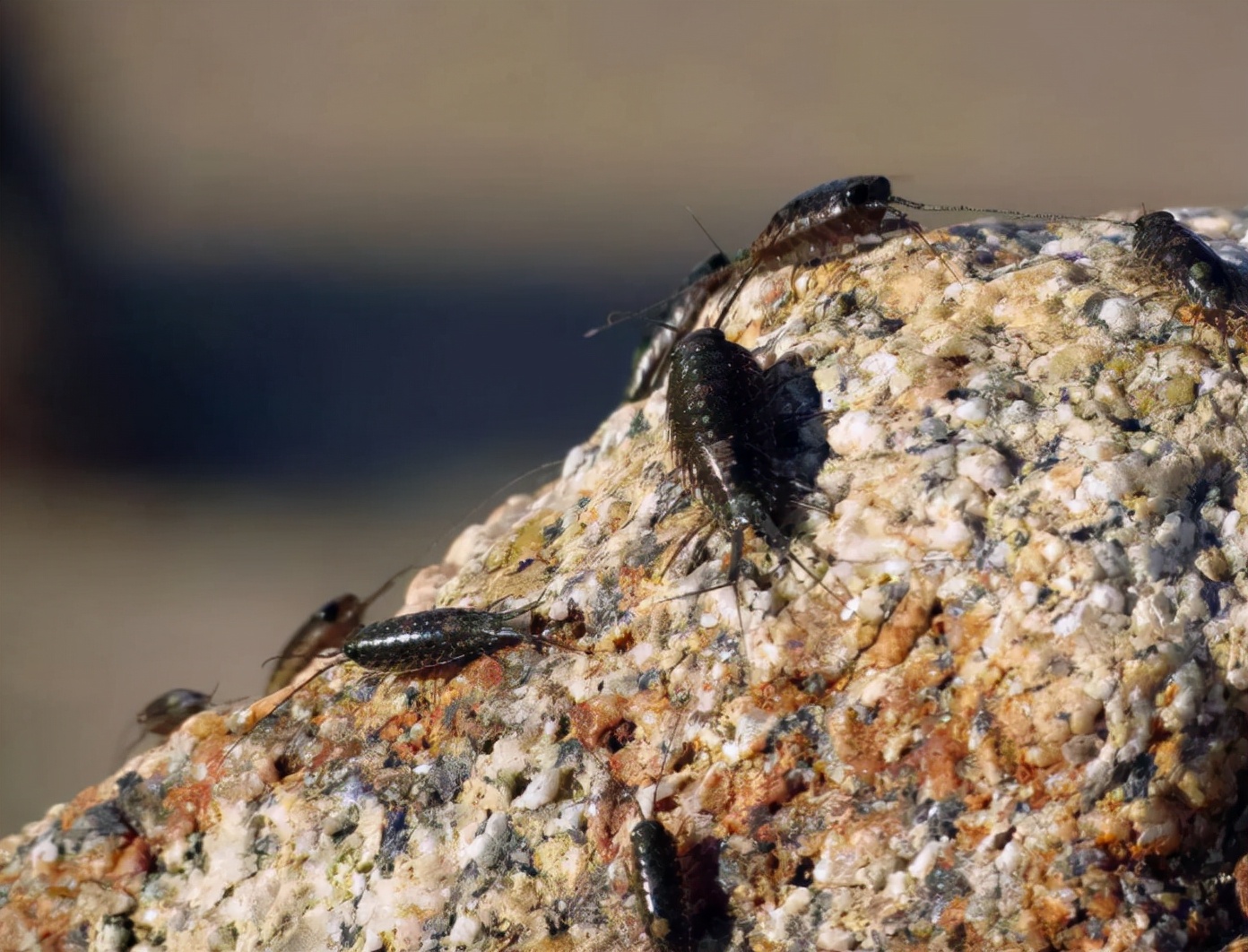 The sea cockroach has become a marine environmental protection worker ...