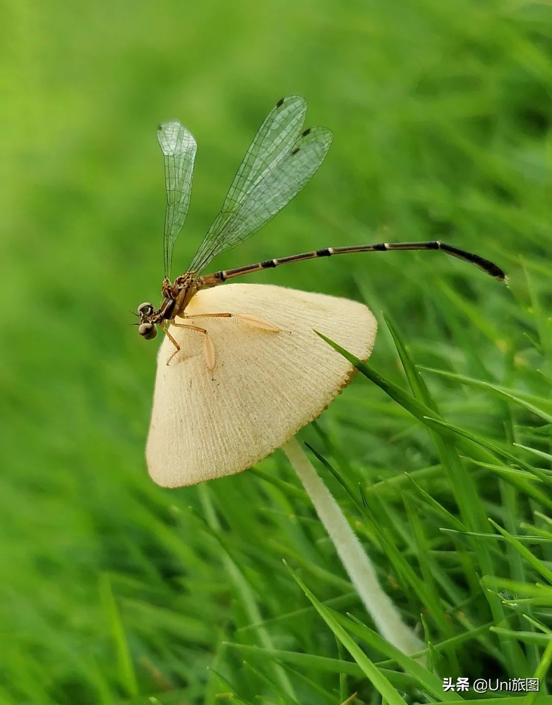 Pastoral beautiful girls, Ali elf, fiery Sarilang, glowing Pokhara ...
