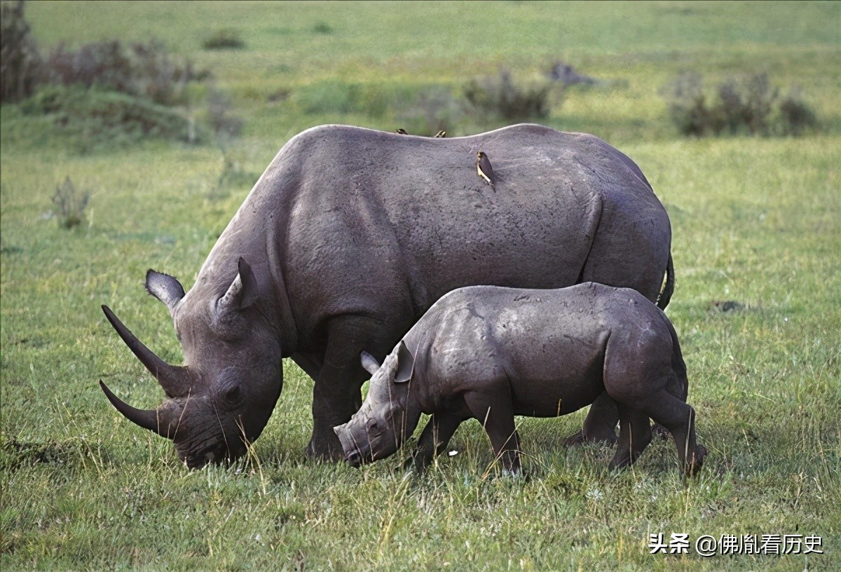 The ten strongest beasts in Africa - iMedia