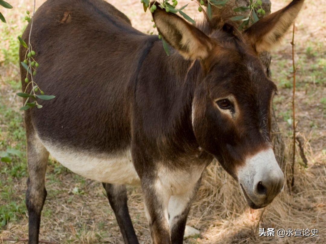 The story of two cruel foodies in the late Qing Dynasty: "Fried Donkey ...